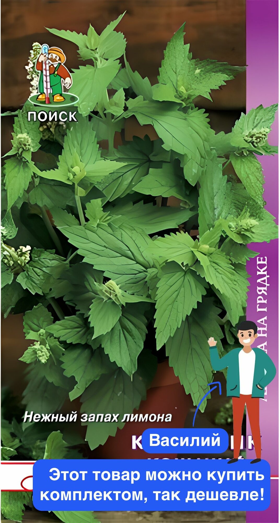 Цветы Котовник кошачий Базилио