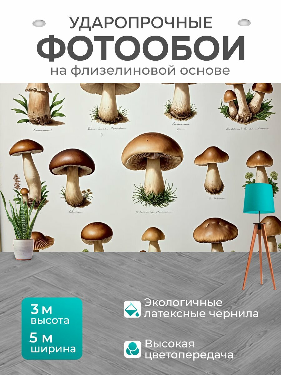 Фотообои моющиеся ударопрочные "Грибы заготовки: грибные ботанические иллюстрации, размещенные на стене, разнообразие форм и цветов грибов" 500x300 см. флизелиновые на стену