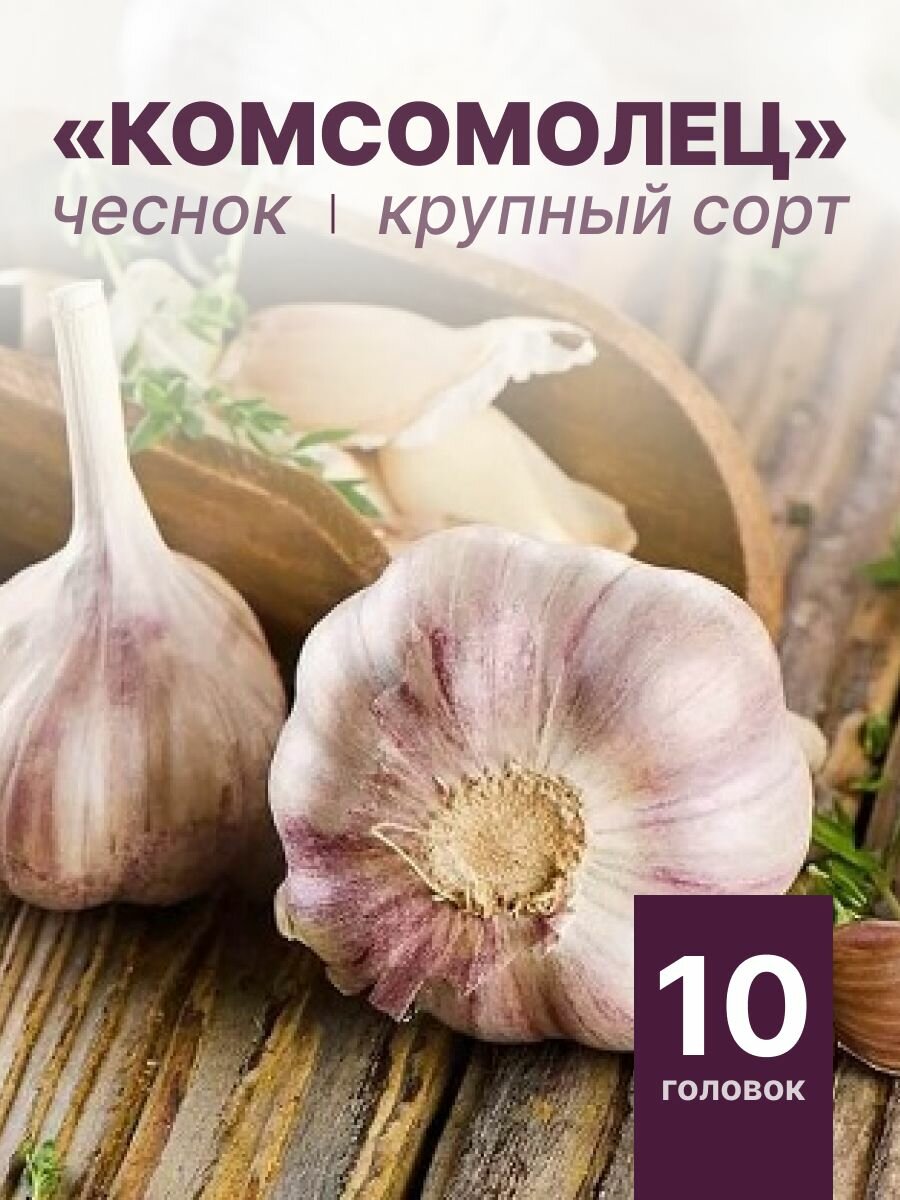 Чеснок на посадку Комсомолец 10 головок