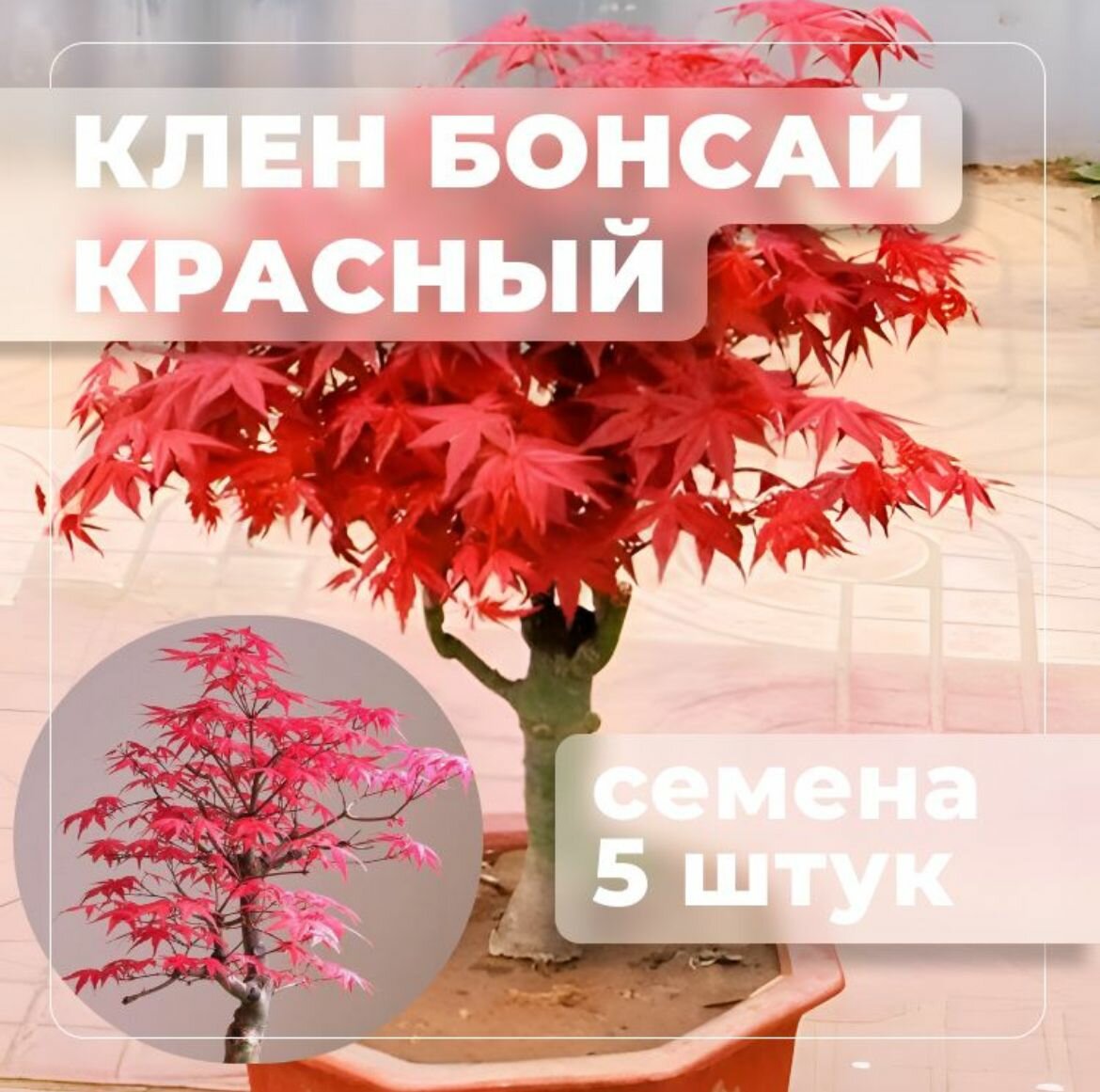 Клен бонсай Редкий Краснолистный, для дома и сада, семена 5 штук