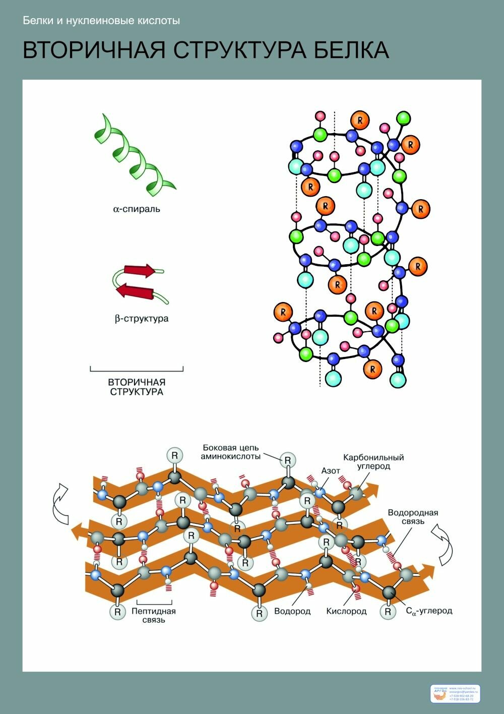 Комплект таблиц Химия. Белки и нуклеиновые кислоты