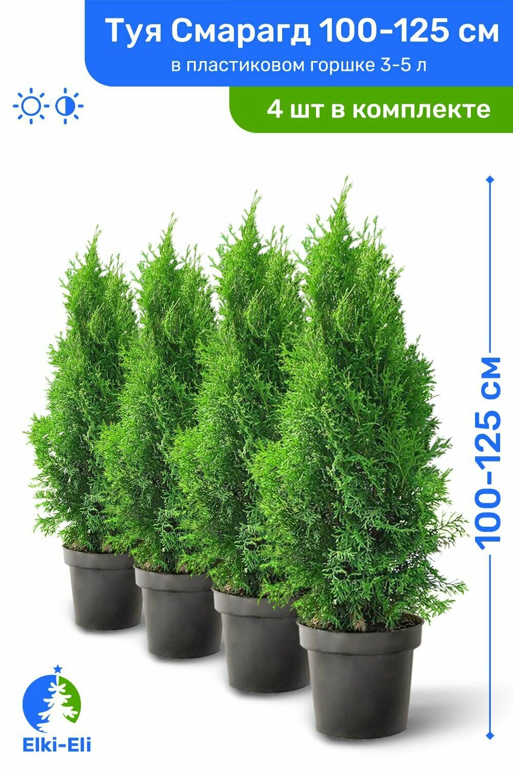 Туя западная Смарагд 100-125 см в пластиковом горшке 3-10 л, саженец, хвойное живое растение, комплект из 4 шт