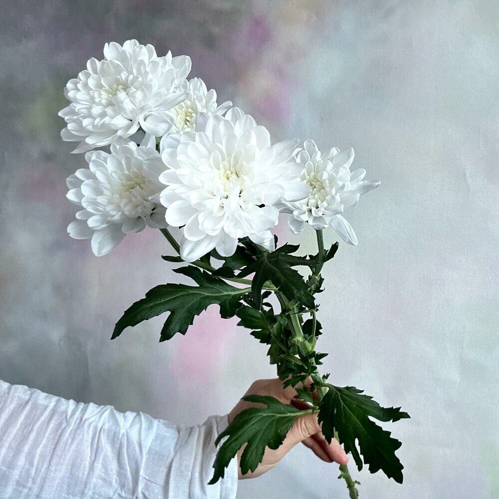 Цветок хризантема кустовая белая