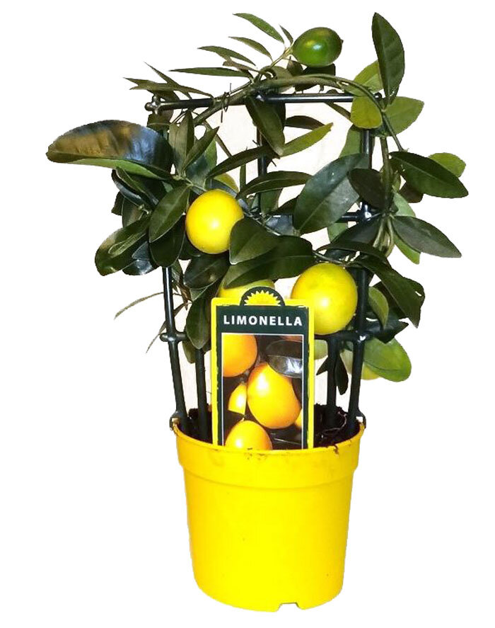 Лимонное дерево - Citrus limon D14 H40