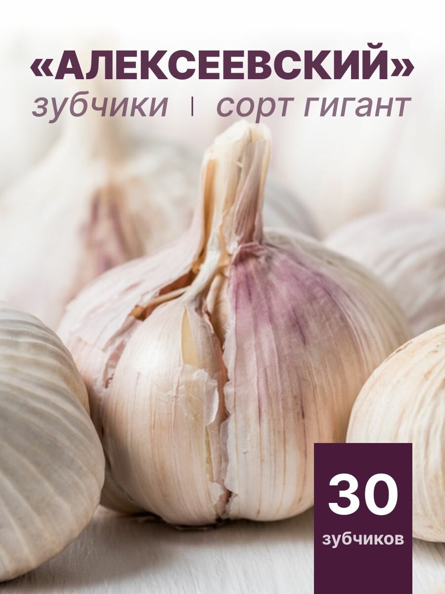 Зубчики чеснока на посадку "Алексеевский" 30шт