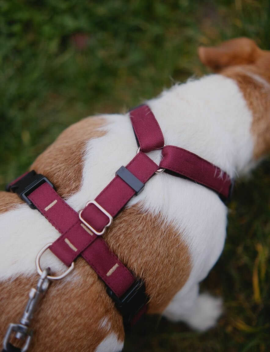 Анатомическая шлейка BIGLINI размер M для собаки любой породы Y-образной формы идеальный подарок рекомендованный кинологами и ветеринарами