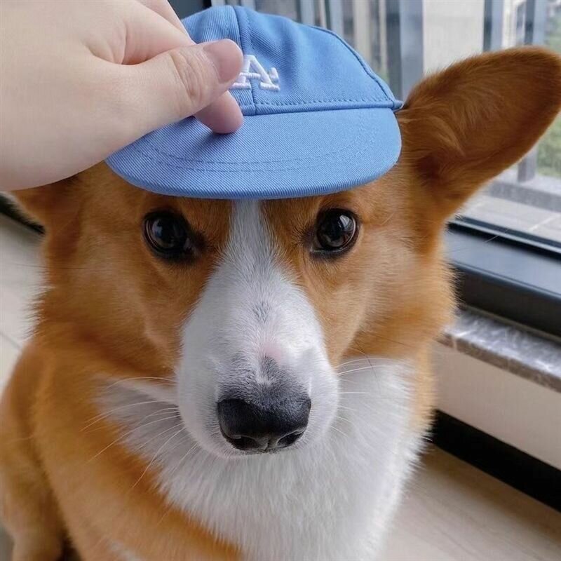 Собака бейсболка TouchuangHangshop