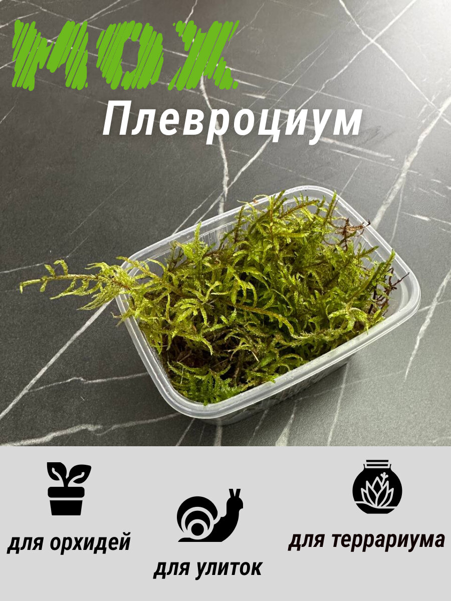 Мох плевроциум свежий лесной 250мл