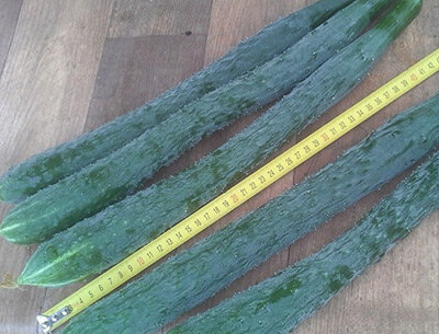 Семена огурцов Китайский Холодоустойчивый F1 (0,2 гр.)