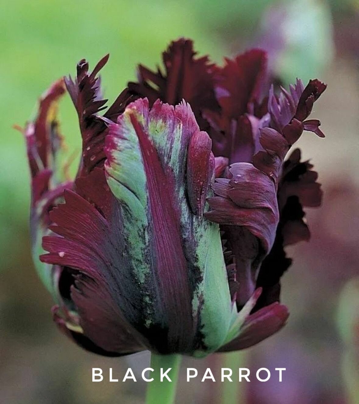 Тюльпаны "Black Parrot", попугайные, 3 луковицы