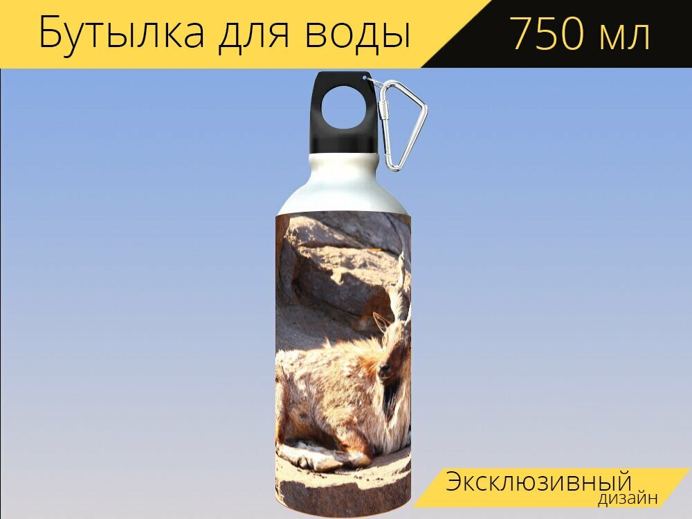 Бутылка фляга для воды "Винторогий козел, мархур, capra falconeri" 750 мл. с карабином и принтом