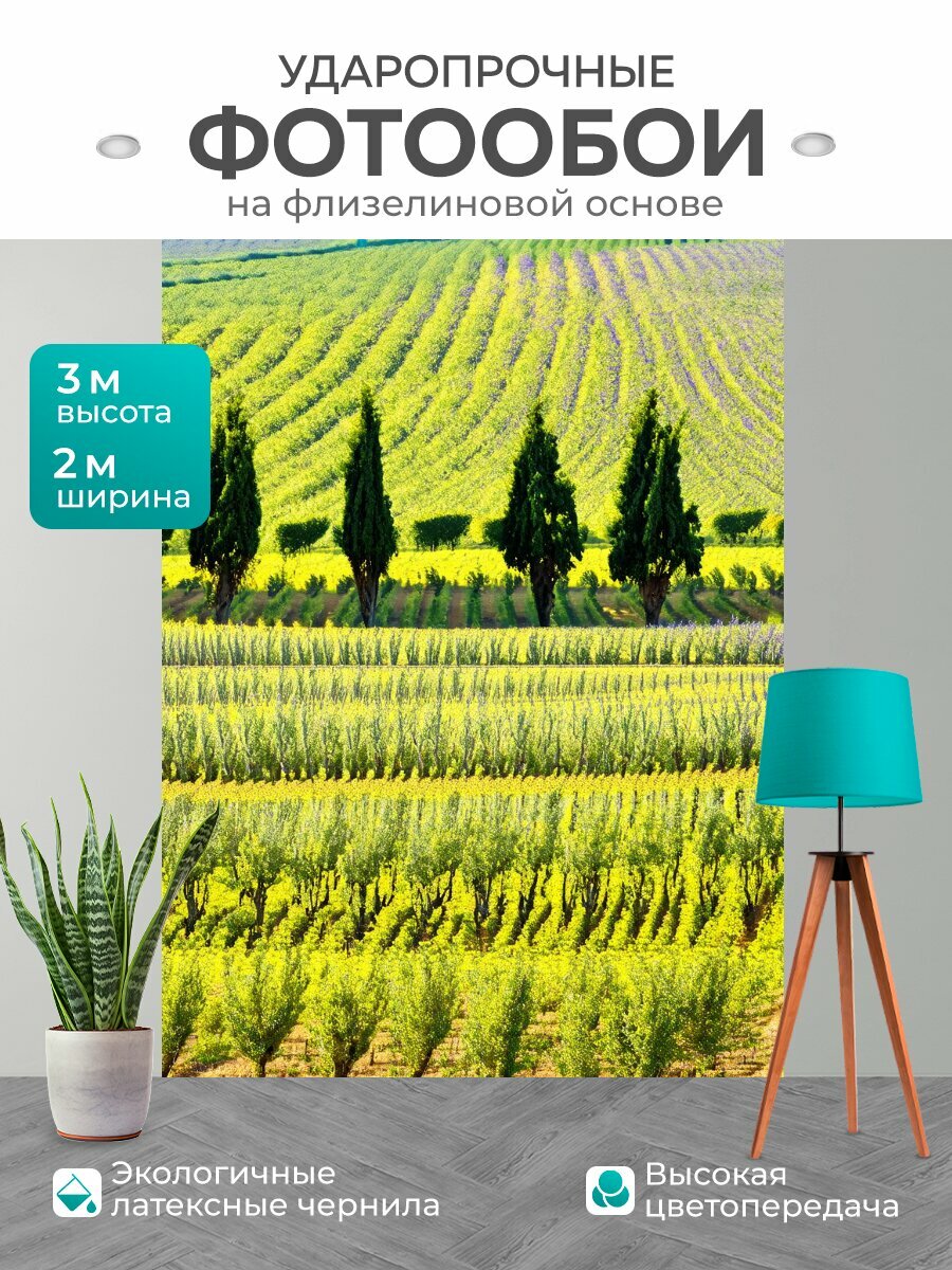 Фотообои моющиеся ударопрочные "Прованс: обширное поле с близкими американскими историческими чередовательными деревьями, что создает волнистые" 200x300 см. флизелиновые на стену
