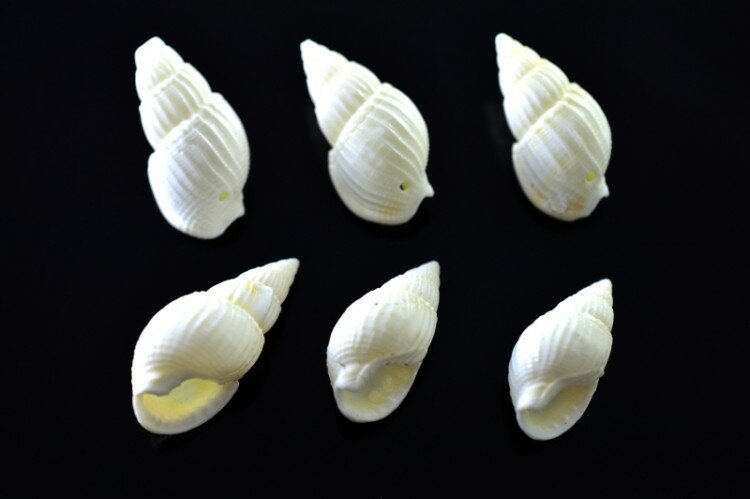 Ракушки с отверстием около 20х11х8мм, отверстие 1мм, цвет белый, 526-010, 10г (около 18шт)