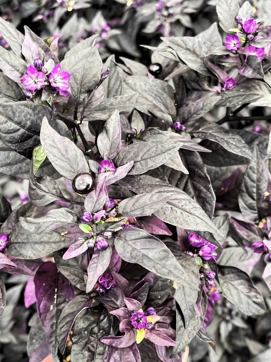 Острый перец purple flash семена 5 штук