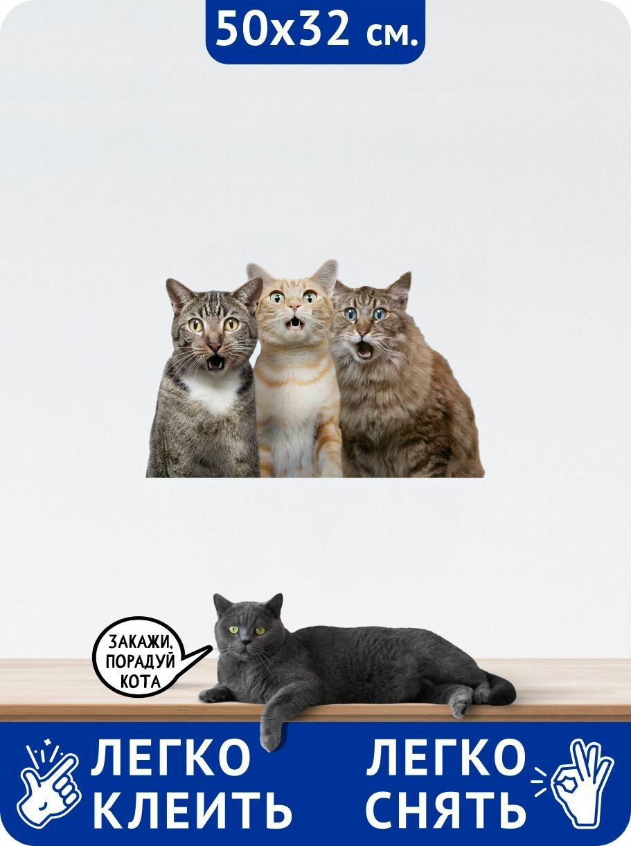 Наклейки на стену для декора - Милые животные, котик