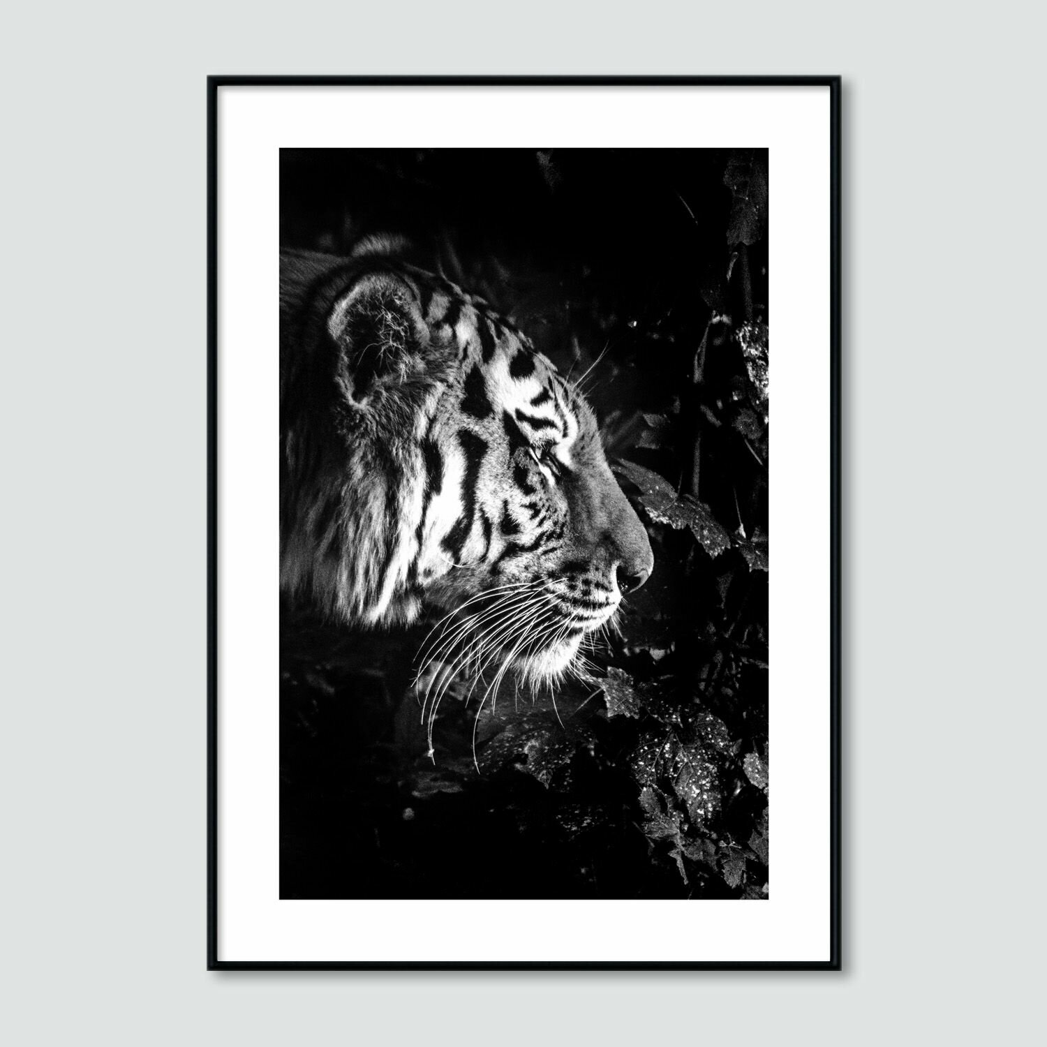 Постер в раме 50х70 Postermarkt, Тигр
