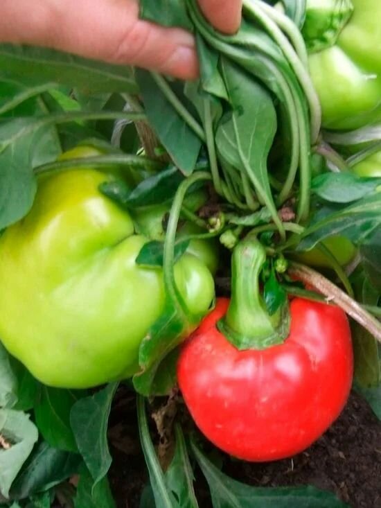 Коллекционные семена перца сладкого Яблочный спас