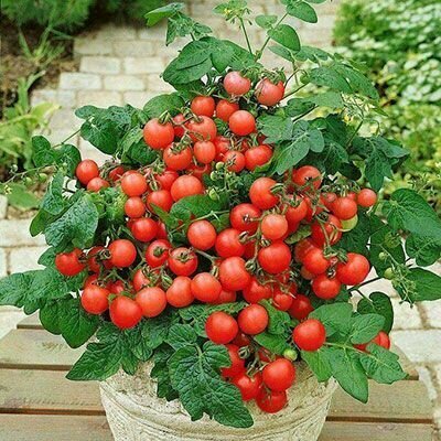 Коллекционные семена томата Чудо Энди Бэкфлэта