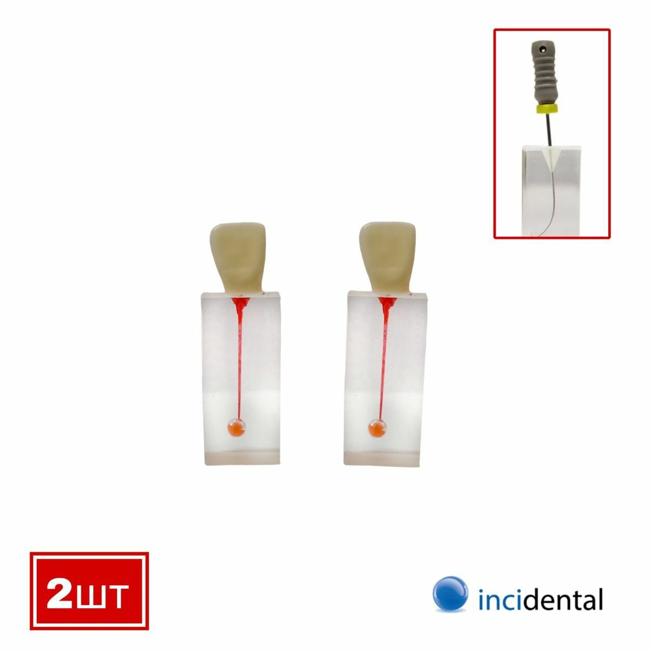 Эндоблок Incidental Дентальный канал с коронковой частью, ( 2 шт резец, один канал окрашен, в области апекса ) N5/11 Прозрачные блоки для обучения и закрепления эндодонтических навыков .