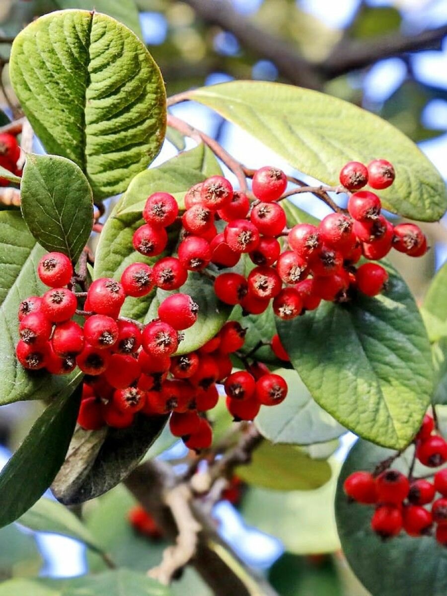 Кизильник молочно белый семена 15 штук