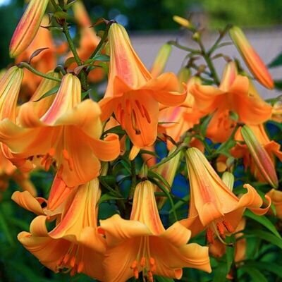 Луковица лилии трубчатая Оранж планет 1 шт