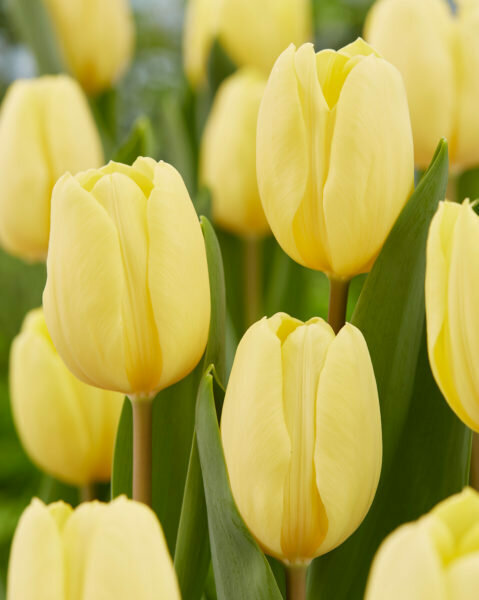 Тюльпан LeFlower "Крем Фреш", многолетние, упаковка 10 штук, 1 упаковка — фото 1