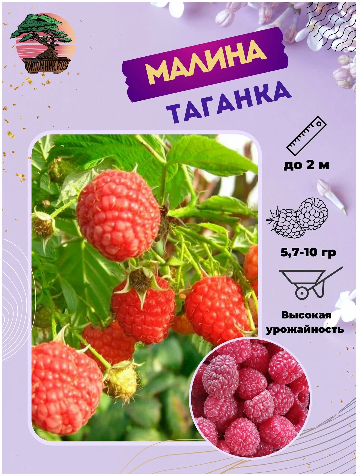 Малина ремонтантная "Таганка", 2 шт, ОКС, высокая морозостойкость