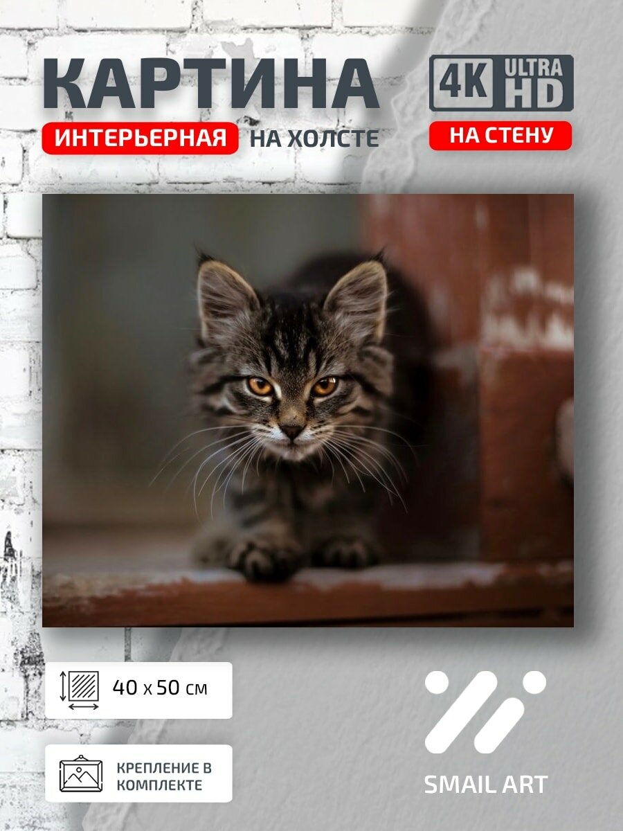 Картина на холсте интерьерная 40 на 50 на стену Животные кошка для кабинета атмосфера