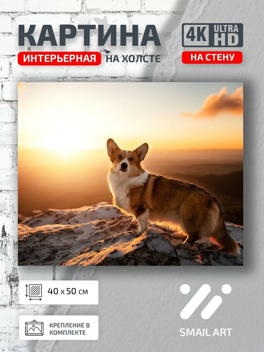 Картина на холсте интерьерная 40 на 50 на стену Животные Вельш-корги для кабинета атмосфера
