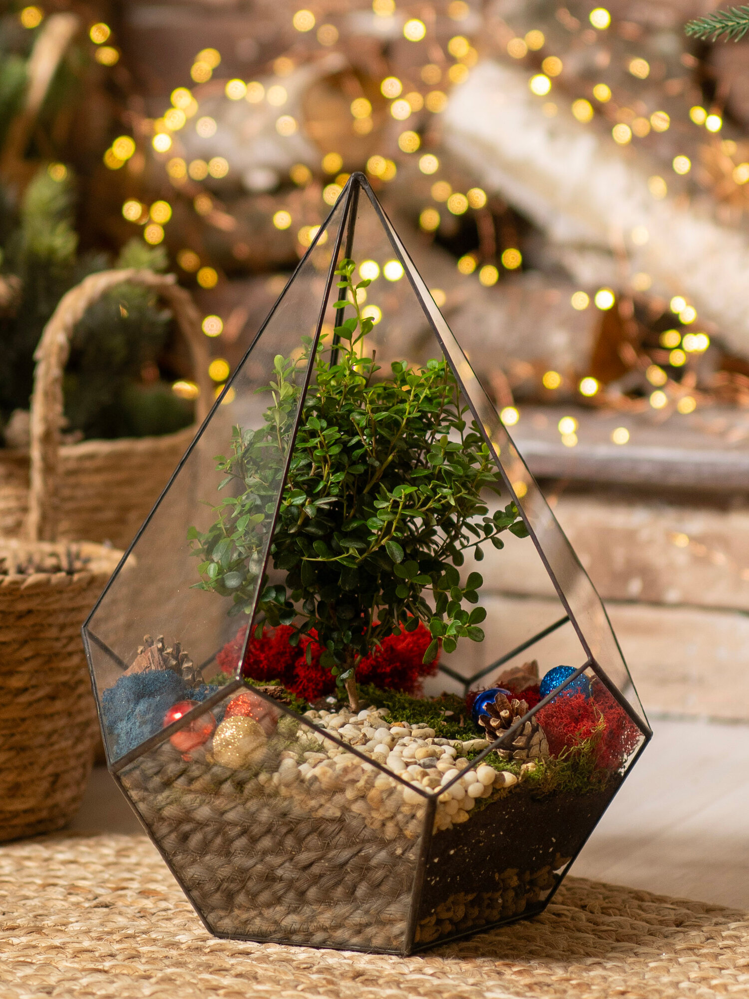 Geo Glass: Мирсина африканская, мирт комнатный , подарок на новый год , флорариум стеклянный 35 см