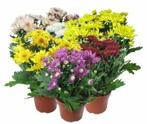 Хризантема (Хризантема)