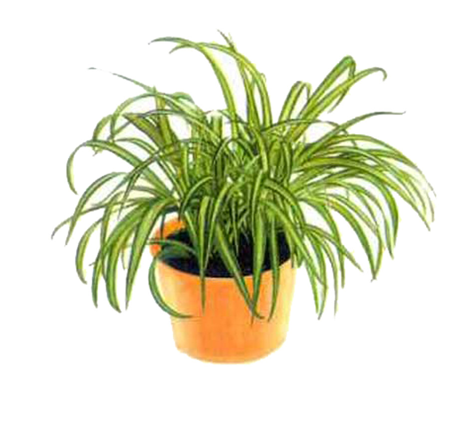 Хлорофитум Variegatum pet cover D12 H28