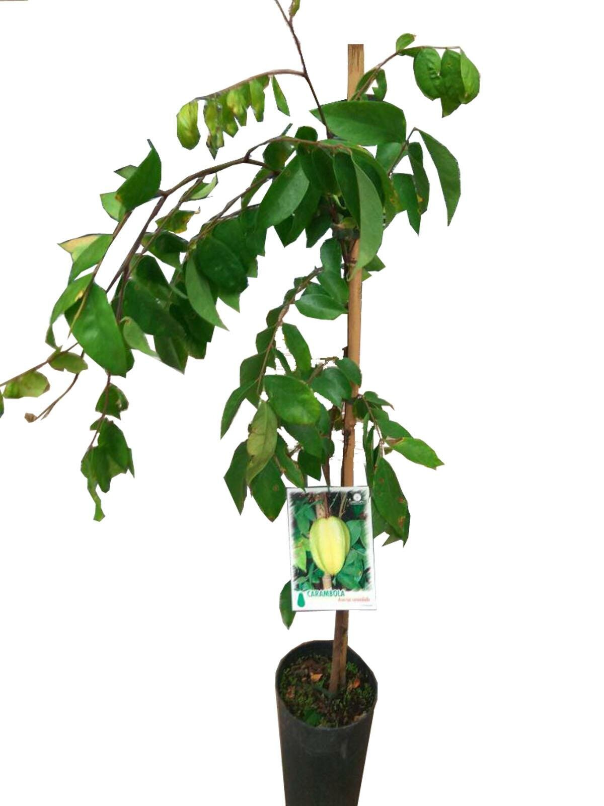 Карамбола - Averrhoa carambola D18 H120