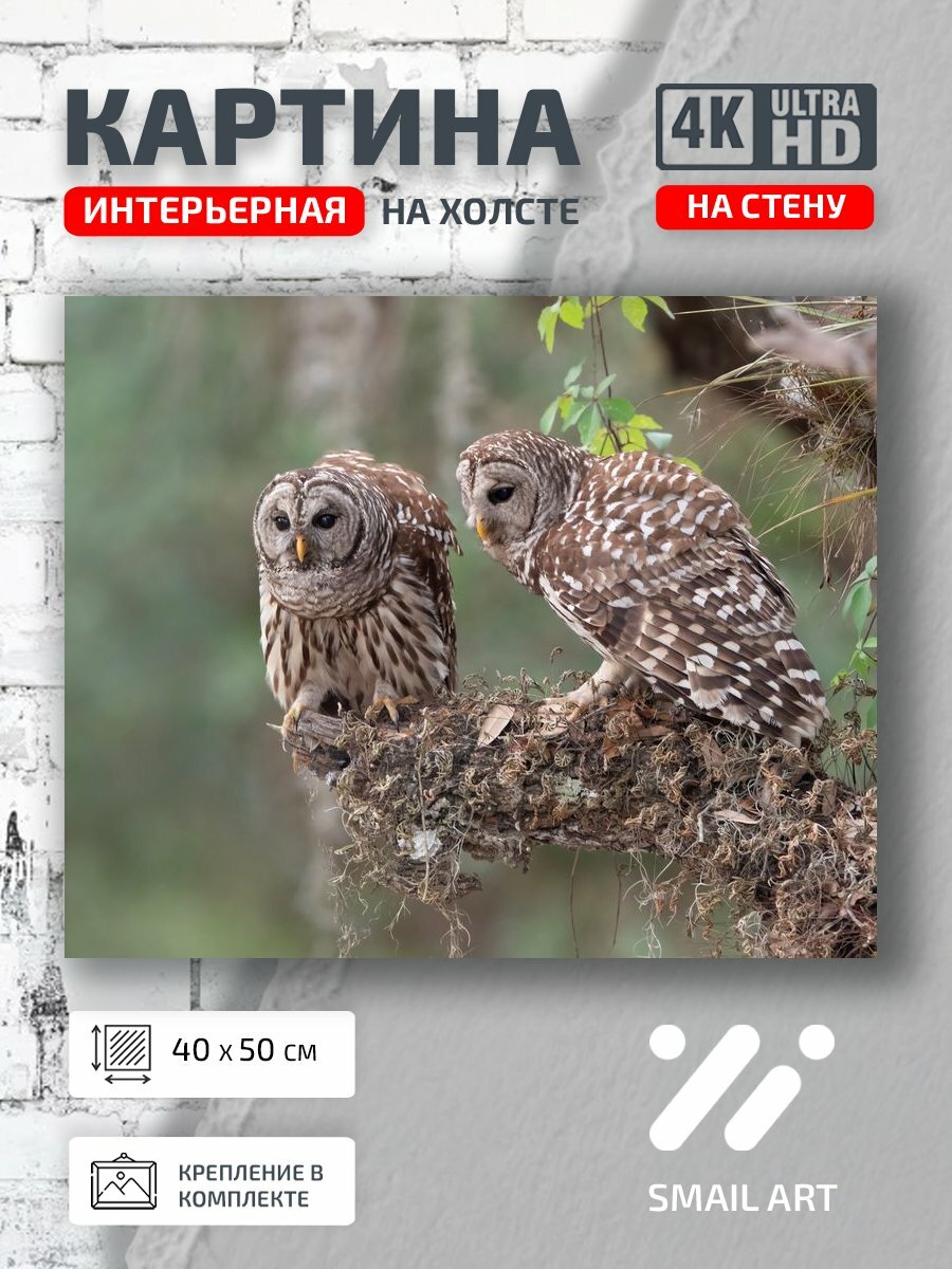 Картина на холсте интерьерная 40 на 50 на стену Наблюдение Mood для офиса атмосфера декор