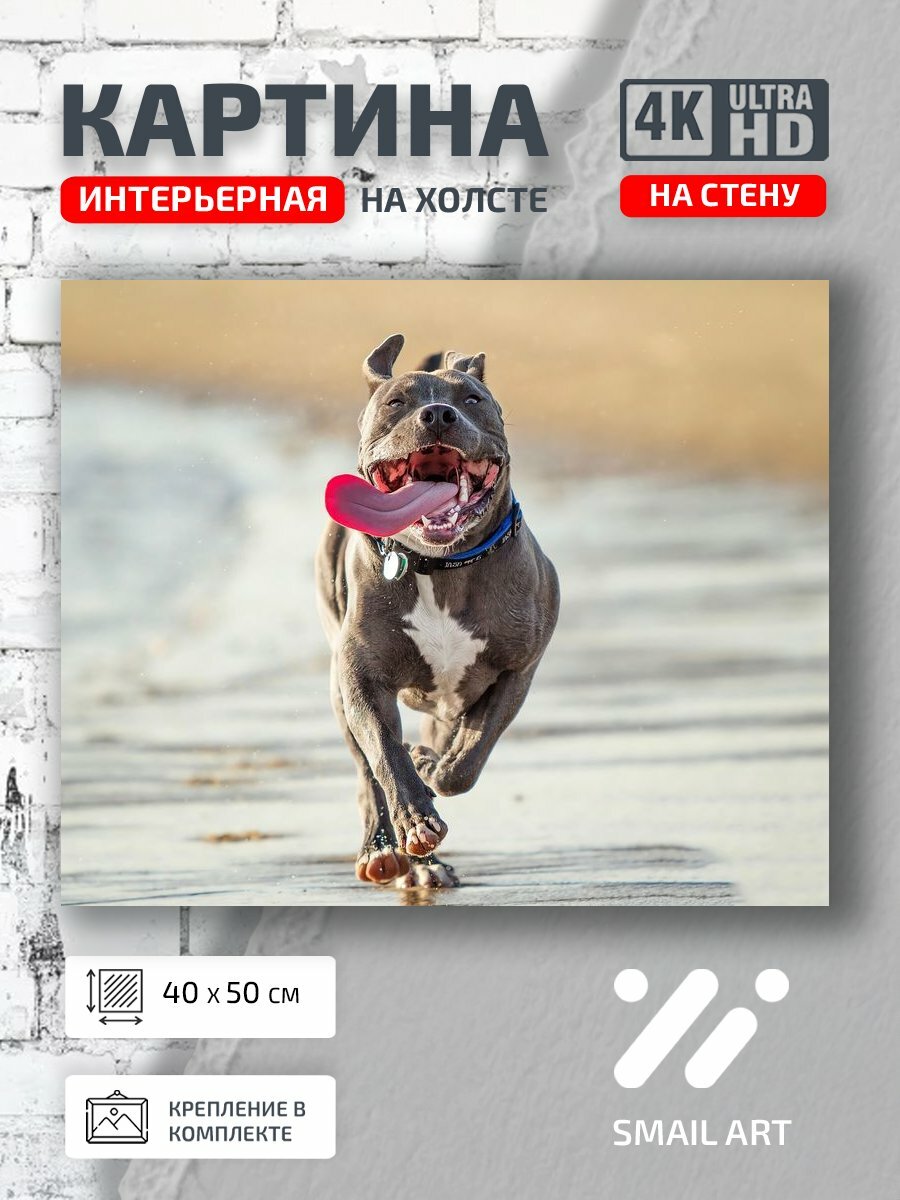 Картина на холсте интерьерная 40 на 50 на стену Собака dog для гостиной пейзаж интерьер