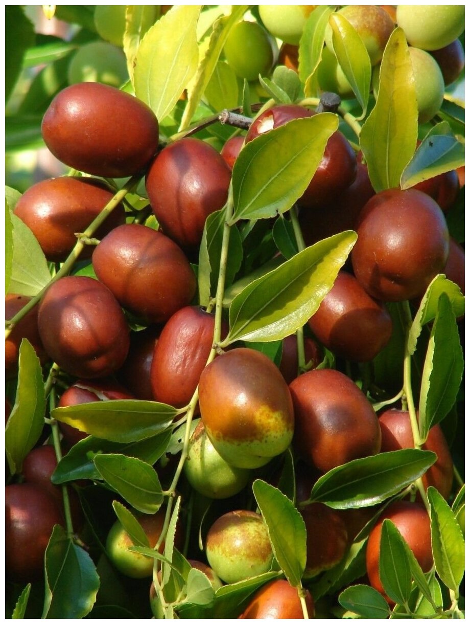 Семена Зизифус настоящий (Ziziphus jujuba), 5 штук