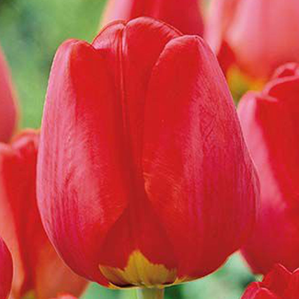 Тюльпан Гибридный Апелдорн (Tulipa) - набор из 10 штук Луковицы/Разбор ...