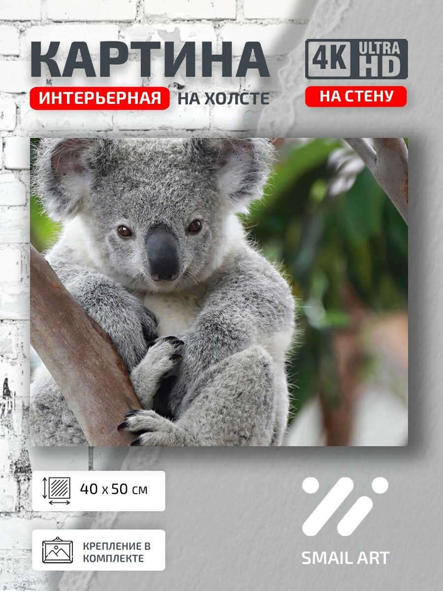 Картина на холсте интерьерная 40 на 50 на стену Животные Koala для кабинета атмосфера