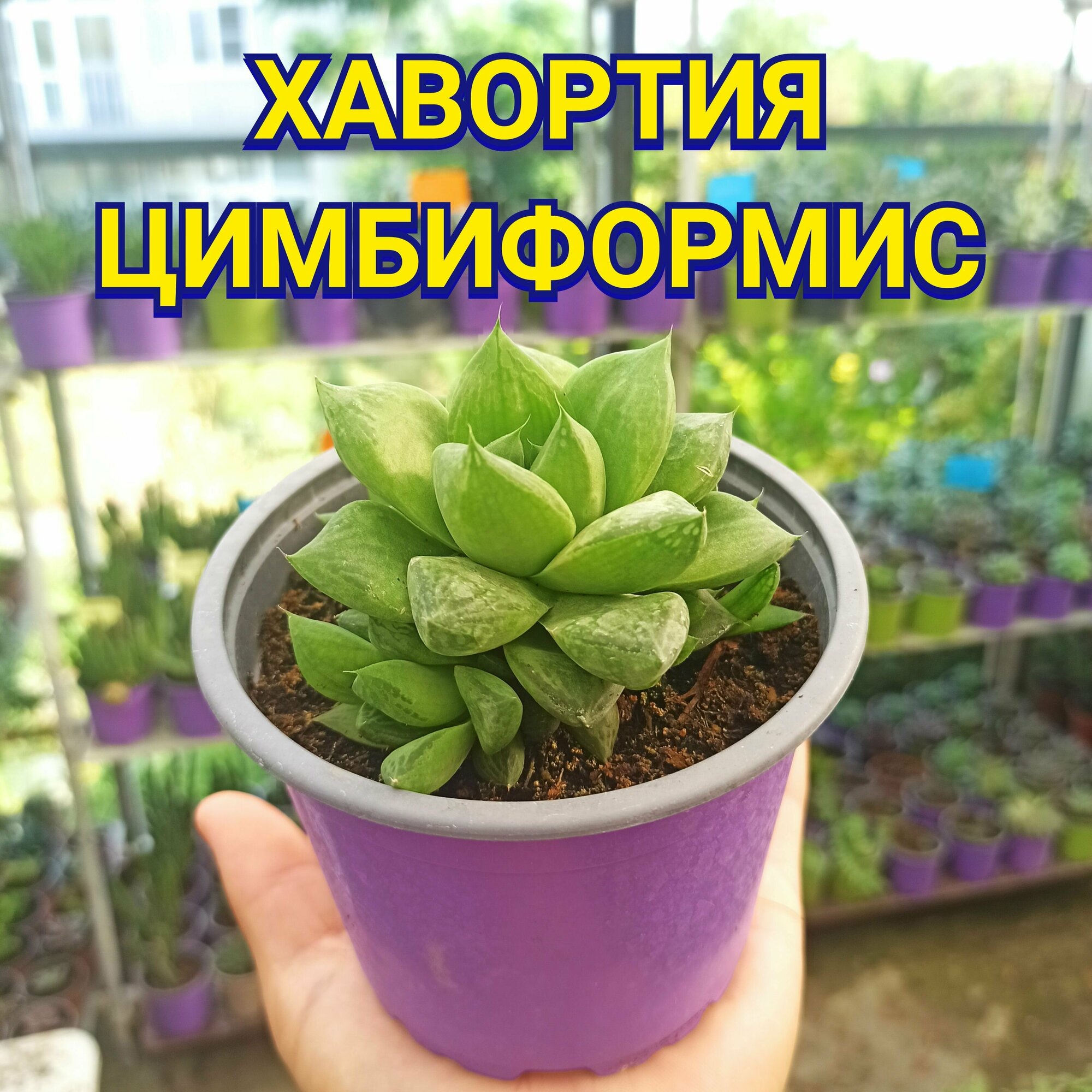 Хавортия цимбиформис