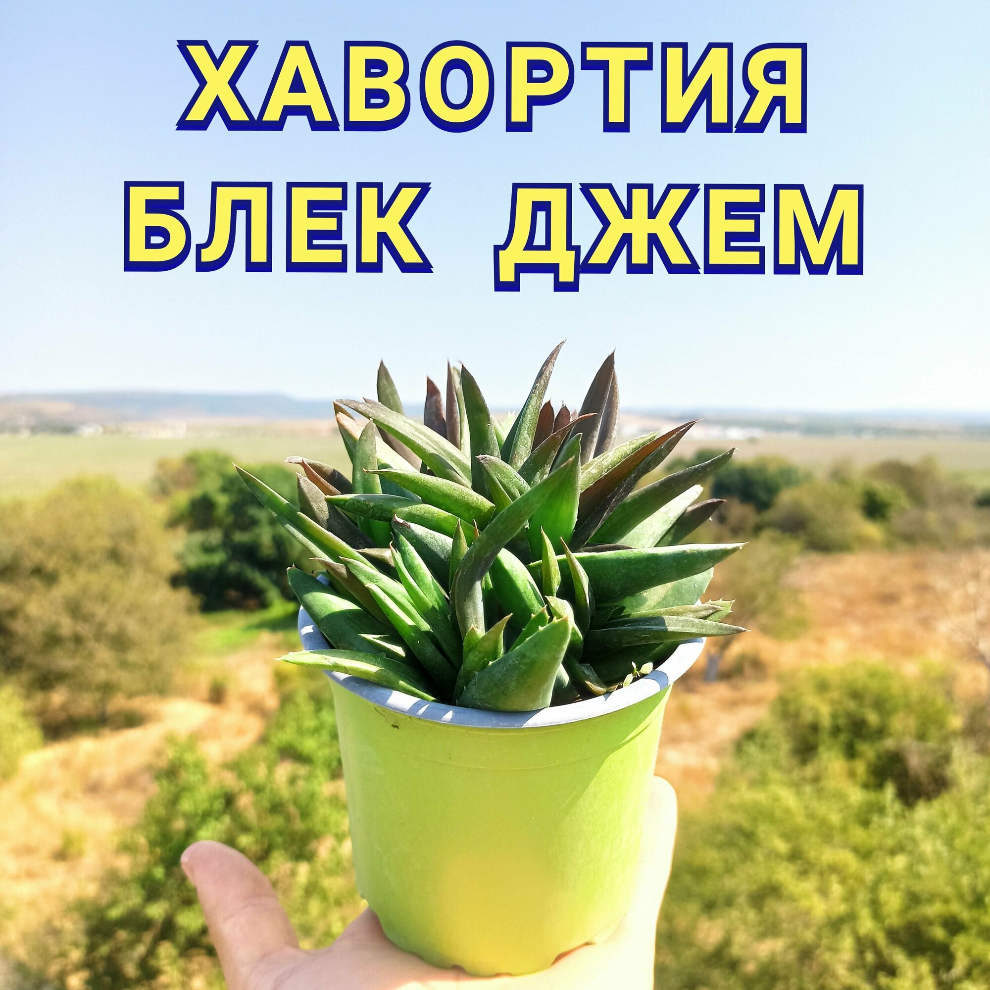 Хавортия блек джем