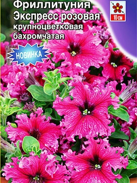 Фриллитуния Экспресс розовая