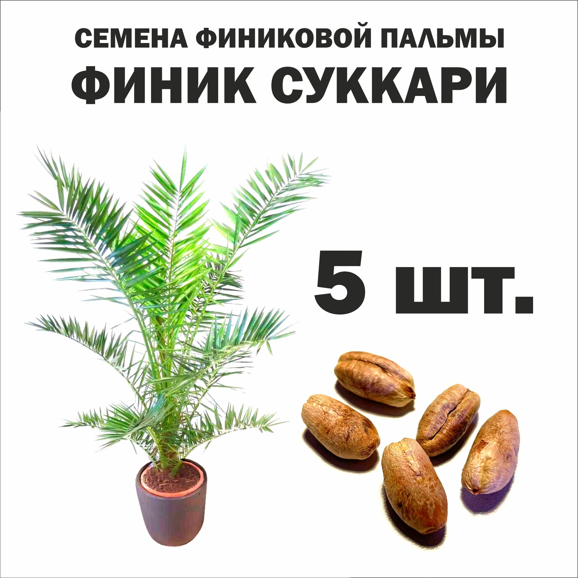 Семена финиковой пальмы финик Суккари 5 шт./ Phoenix Sukkari Саудовская Аравия