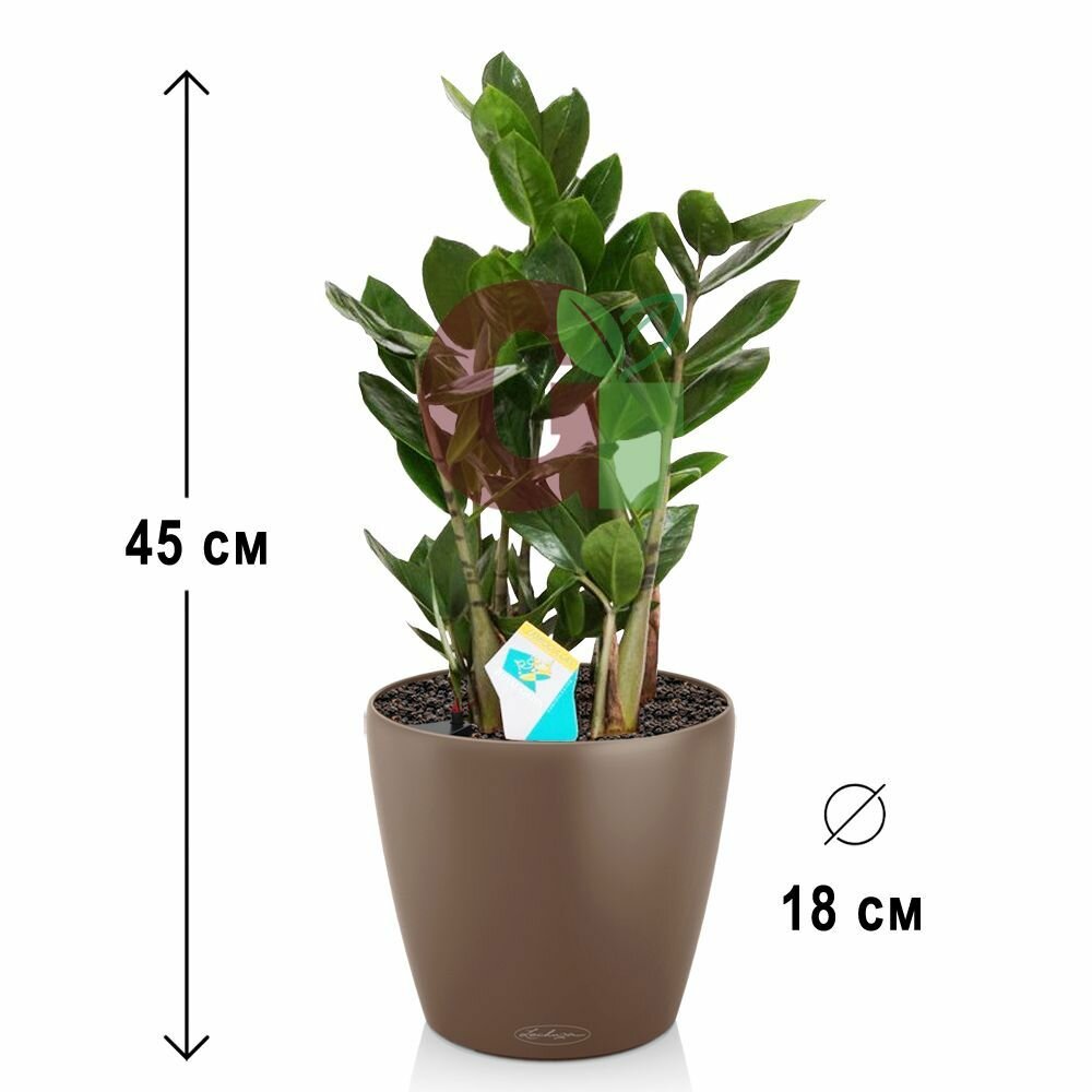 Замиокулькас в кашпо с автополивом LECHUZA Classico color мускат, высота композиции 40-50см