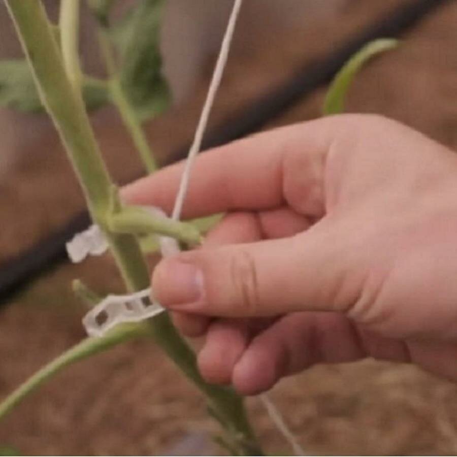 Садовые клипсы (зажимы для фиксации) 25мм для подвязывания растений 50 шт