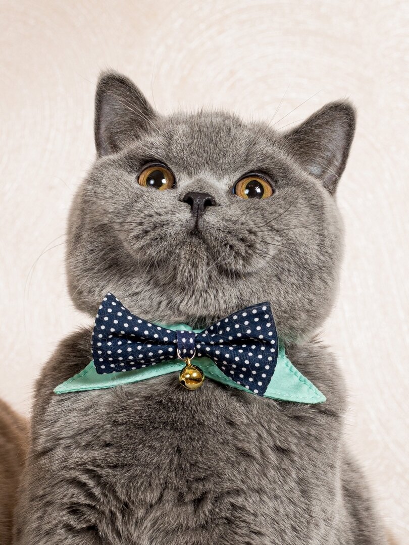 Ошейник чокер безопасный праздничный Japan Premium Pet для стильного модника с системой защитой от удушения, размер 3S