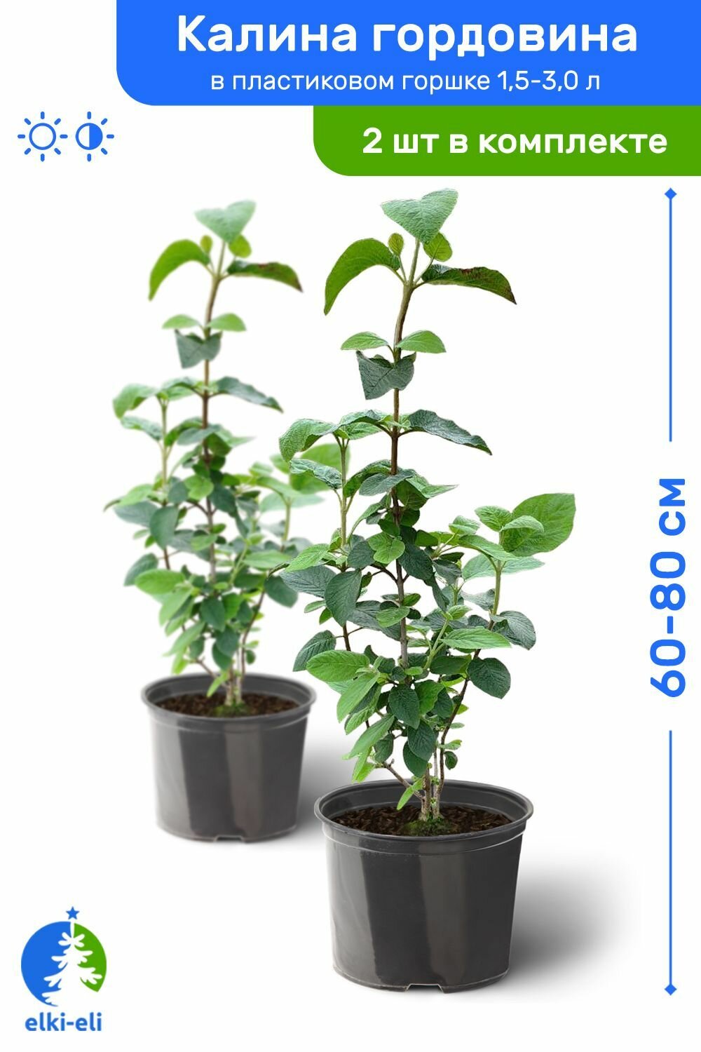 Калина гордовина 60-80 см в пластиковом горшке 1,5-3 л, саженец, лиственное живое растение, комплект из 2 шт