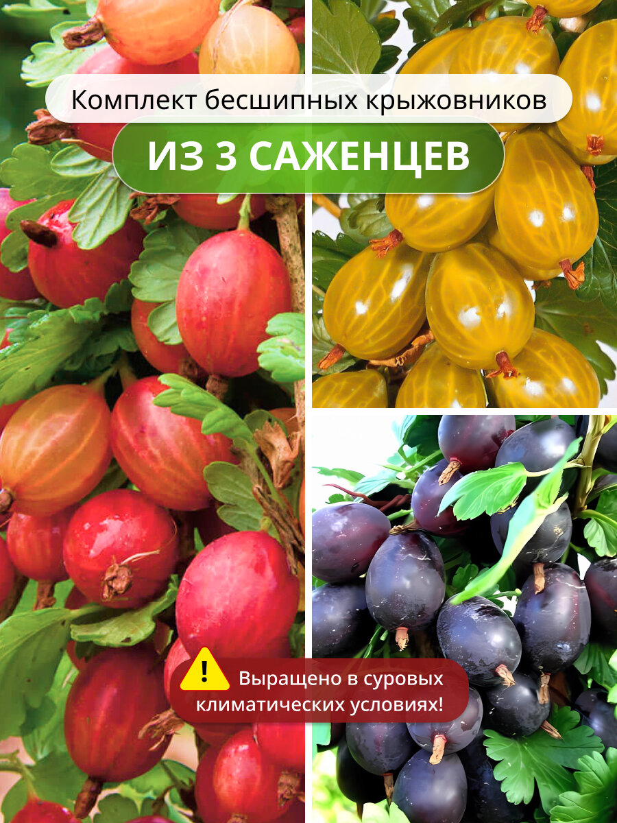Комплект бесшипных крыжовников из 3 сортов , высокоурожайные сорта