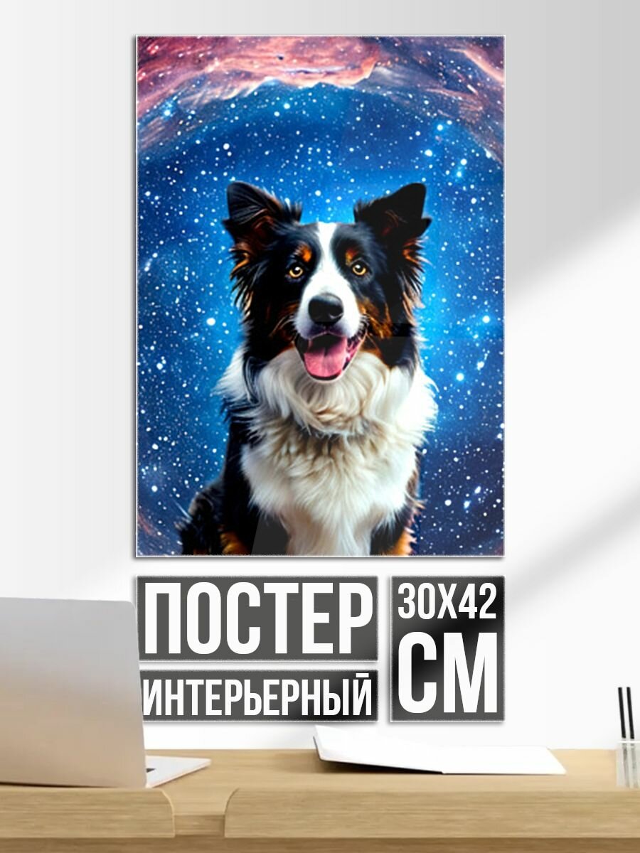 Постер на стену Бордер-колли в космосе