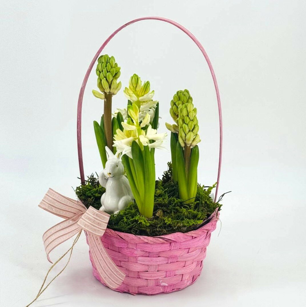 Весенние первоцветы гиацинты в корзинке с сувениром белый колик