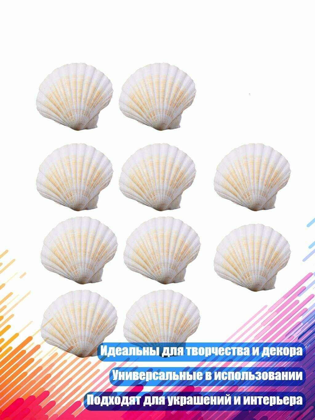 Набор из 10 естественных раковин моллюсков для изготовления ювелирных изделий